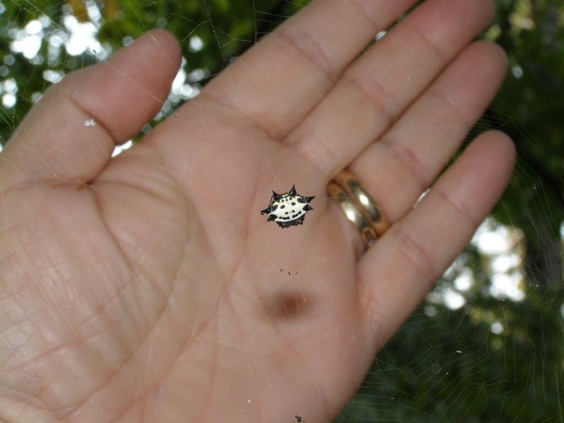 One big garden spider ! - Discussion Forums - Banjo Hangout