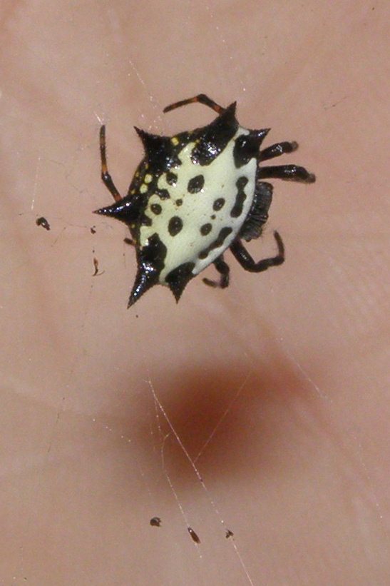 One big garden spider ! - Discussion Forums - Banjo Hangout