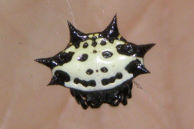 One big garden spider ! - Discussion Forums - Banjo Hangout