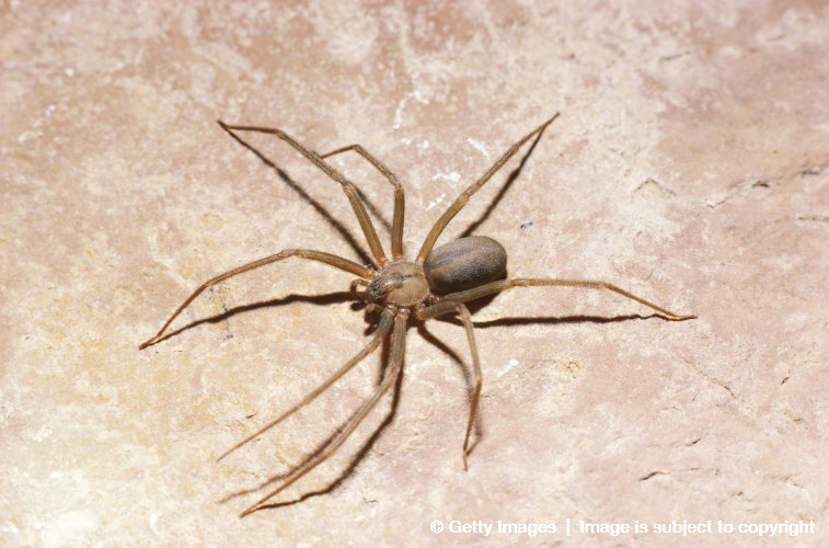 Warning! Brown Recluse Spider Population Up... - Discussion Forums ...