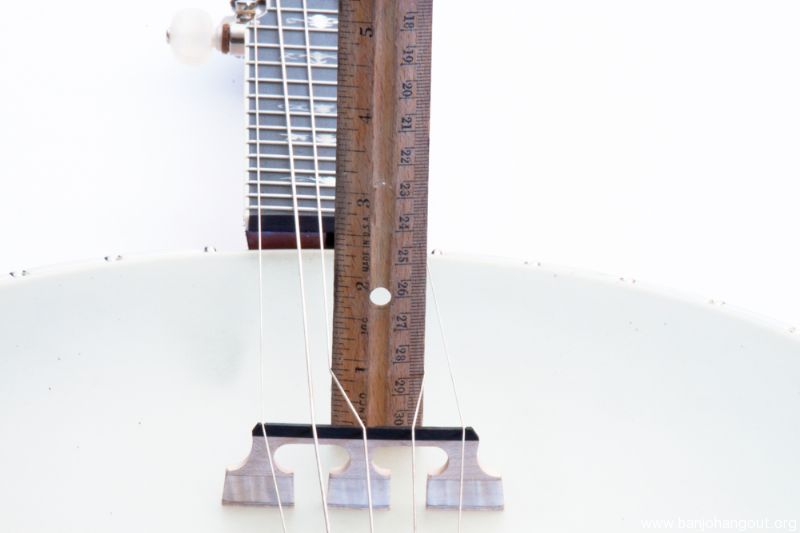 REDUCED! Gold Tone CEB-5 5 String Cello Banjo with lifted neck - Used ...