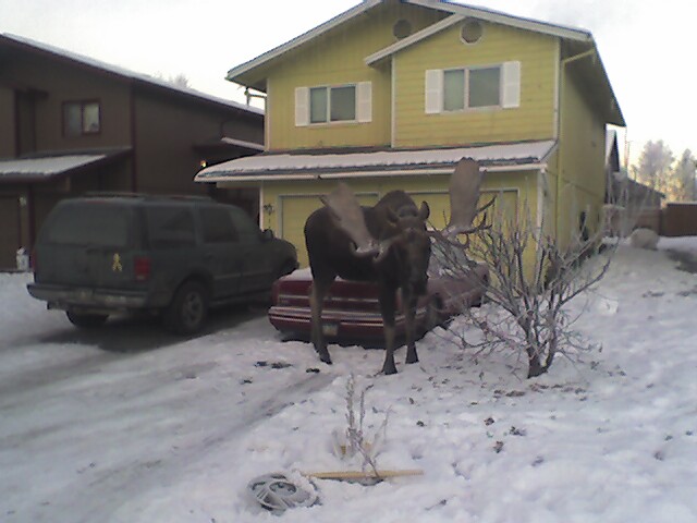 Town moose - Lefty5string's Photos - Banjo Hangout