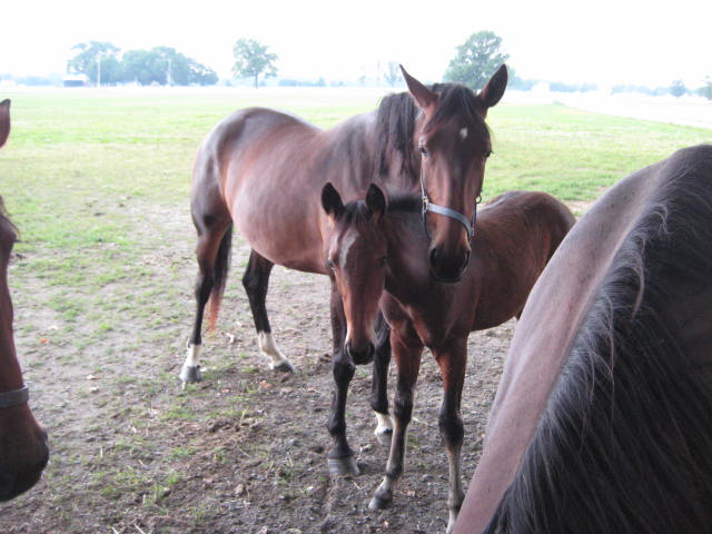 - banjo_robb's Photos - Banjo Hangout