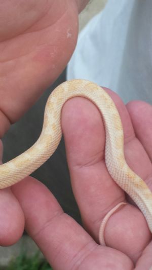 very unusual snake - Discussion Forums - Banjo Hangout